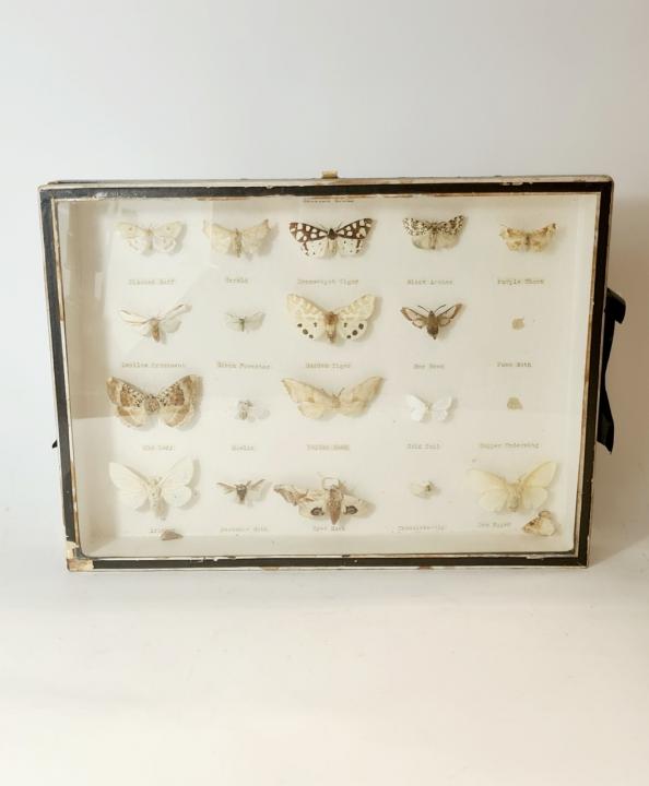 Cased Moth Collection | CURIOUS SCIENCE