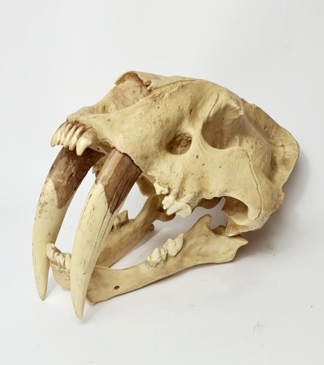 Sabre Toothed Tiger Skull (cast) | CURIOUS SCIENCE