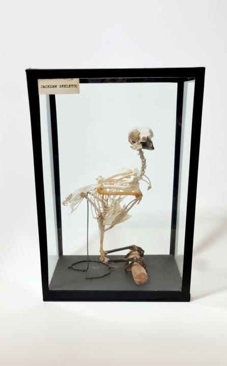 Jackdaw Skeleton in Case | CURIOUS SCIENCE