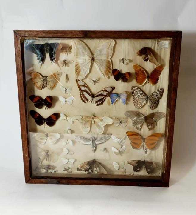 Cased Butterfly Collection | CURIOUS SCIENCE