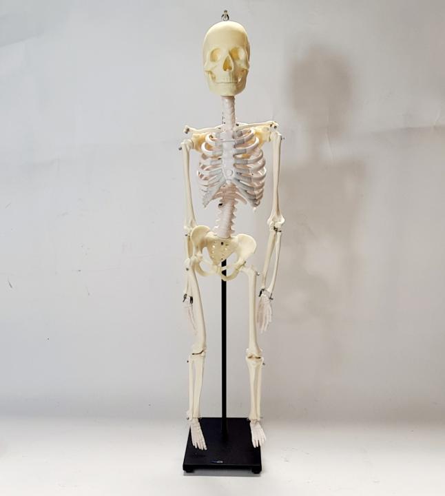 Small Mounted Human Skeleton Model | CURIOUS SCIENCE