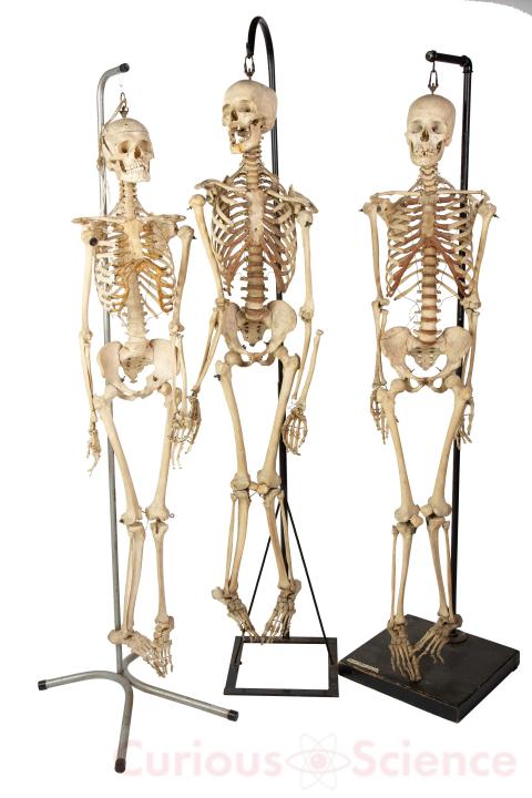 Teaching Skeleton (priced individually) | CURIOUS SCIENCE
