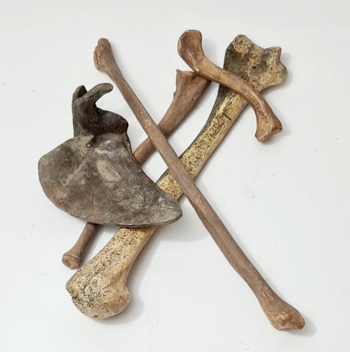 Human Bones (composite) - priced individually | CURIOUS SCIENCE