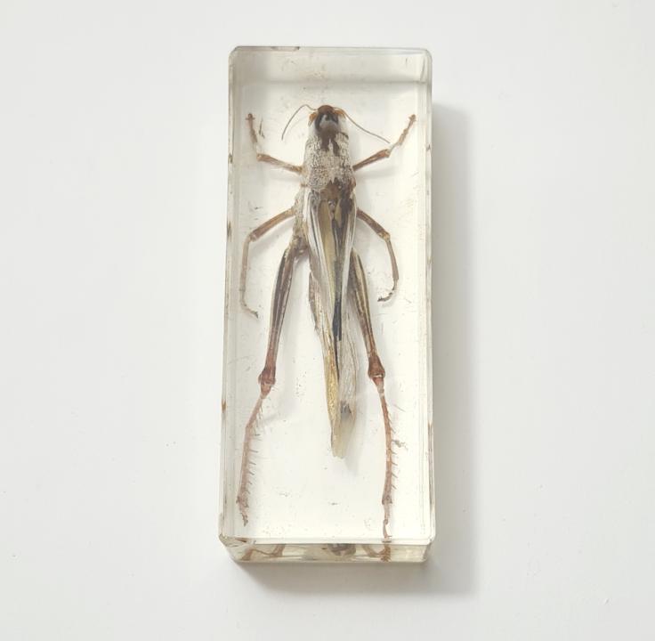 Locust In Resin | CURIOUS SCIENCE