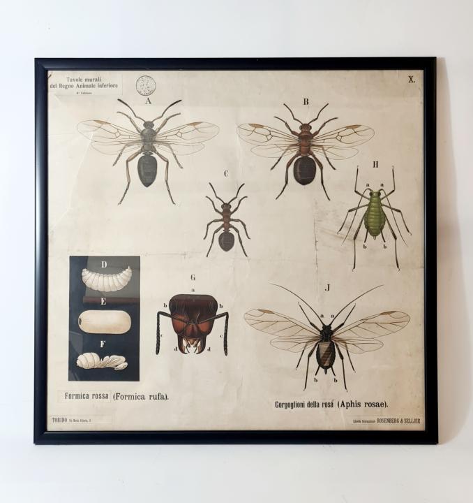 Large Vintage Framed Insect Print | CURIOUS SCIENCE
