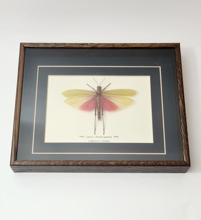 Cased Moth | CURIOUS SCIENCE