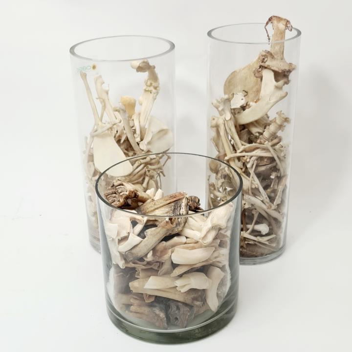 Glass Jar Of Small Bones (priced individually) | CURIOUS SCIENCE