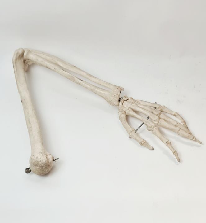 Composite Skeleton Arm | CURIOUS SCIENCE