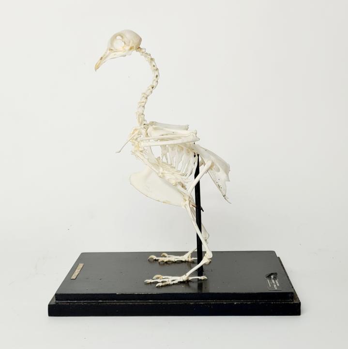 Animal Skeletons | CURIOUS SCIENCE