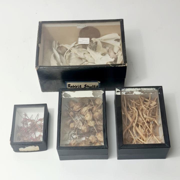 Period Specimen Display Cases (each) | CURIOUS SCIENCE