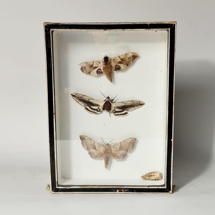 Cased Moth Collection | CURIOUS SCIENCE