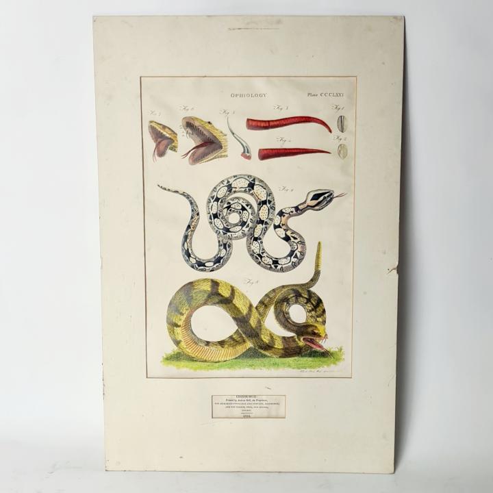 Print Of Snakes | CURIOUS SCIENCE