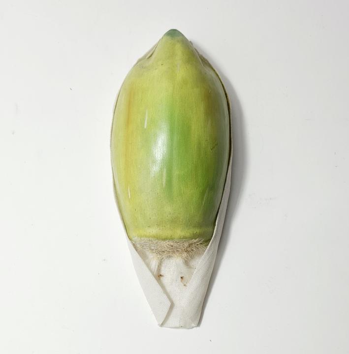 Botanical Model | CURIOUS SCIENCE