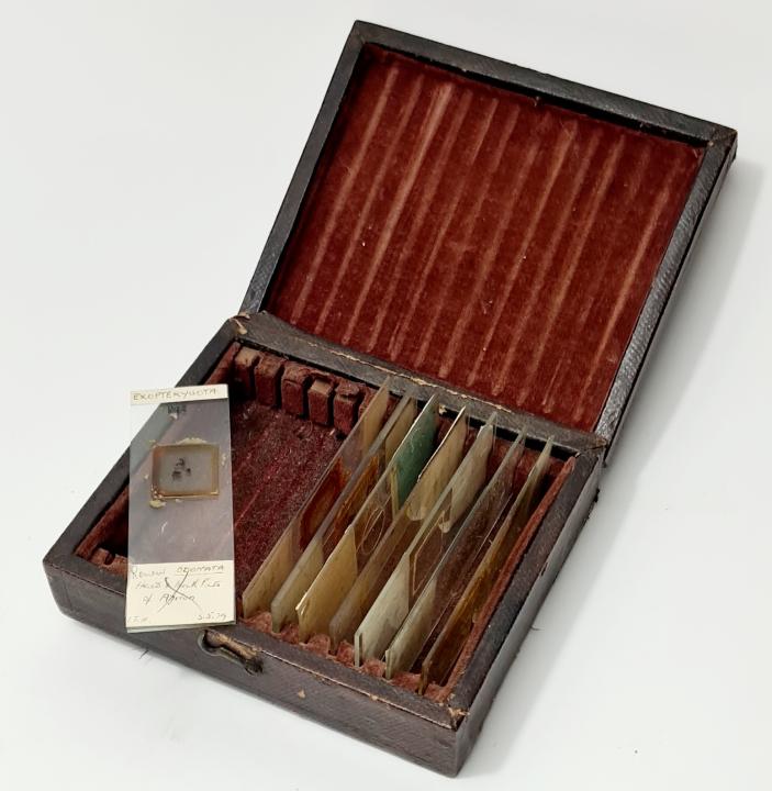 Microscope Slides In Case | CURIOUS SCIENCE
