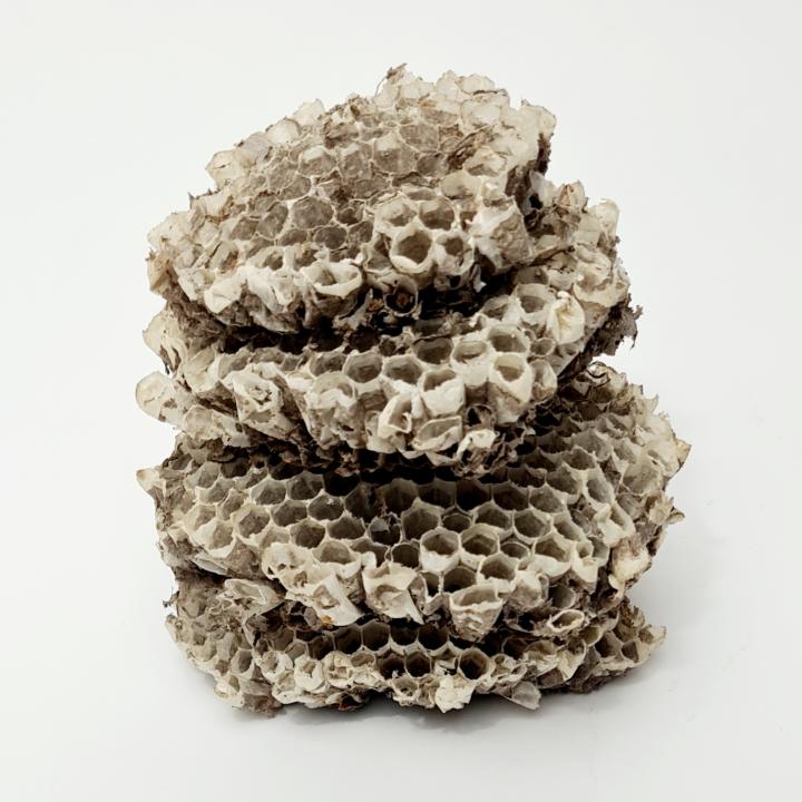 Honeycomb | CURIOUS SCIENCE