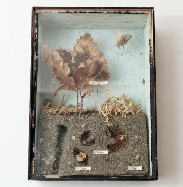 Insect Habitat Diorama | CURIOUS SCIENCE