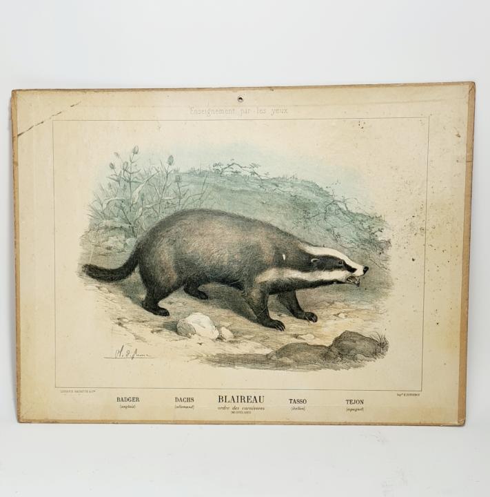 Badger Print | CURIOUS SCIENCE