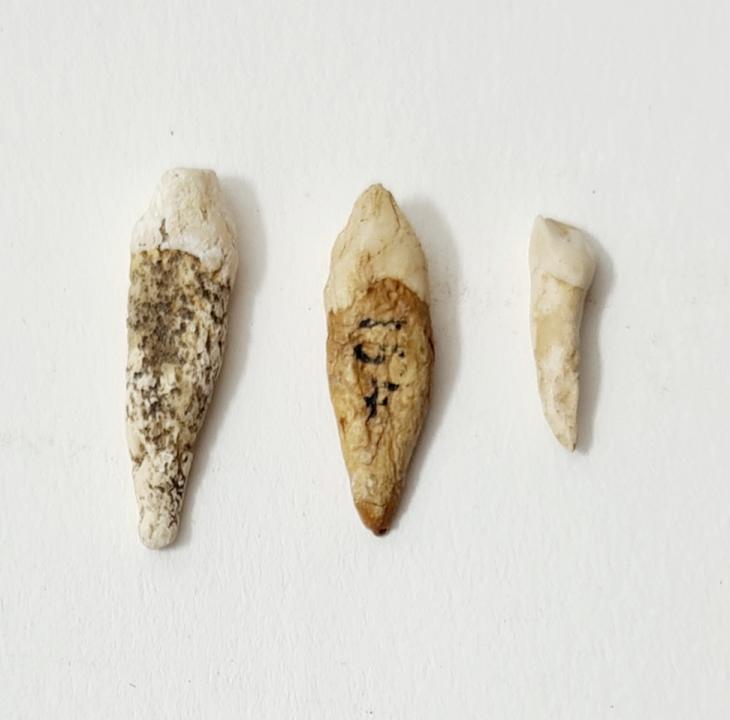 Canine Human Teeth | CURIOUS SCIENCE