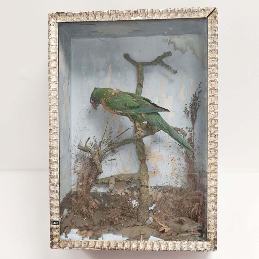 Taxidermy Parrot in Case | CURIOUS SCIENCE