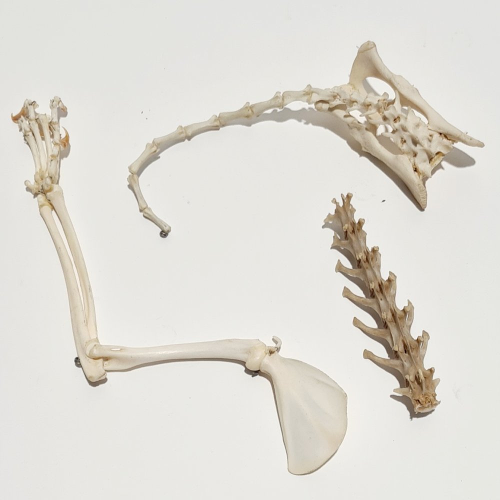 Skeleton Of Animal Limb | CURIOUS SCIENCE
