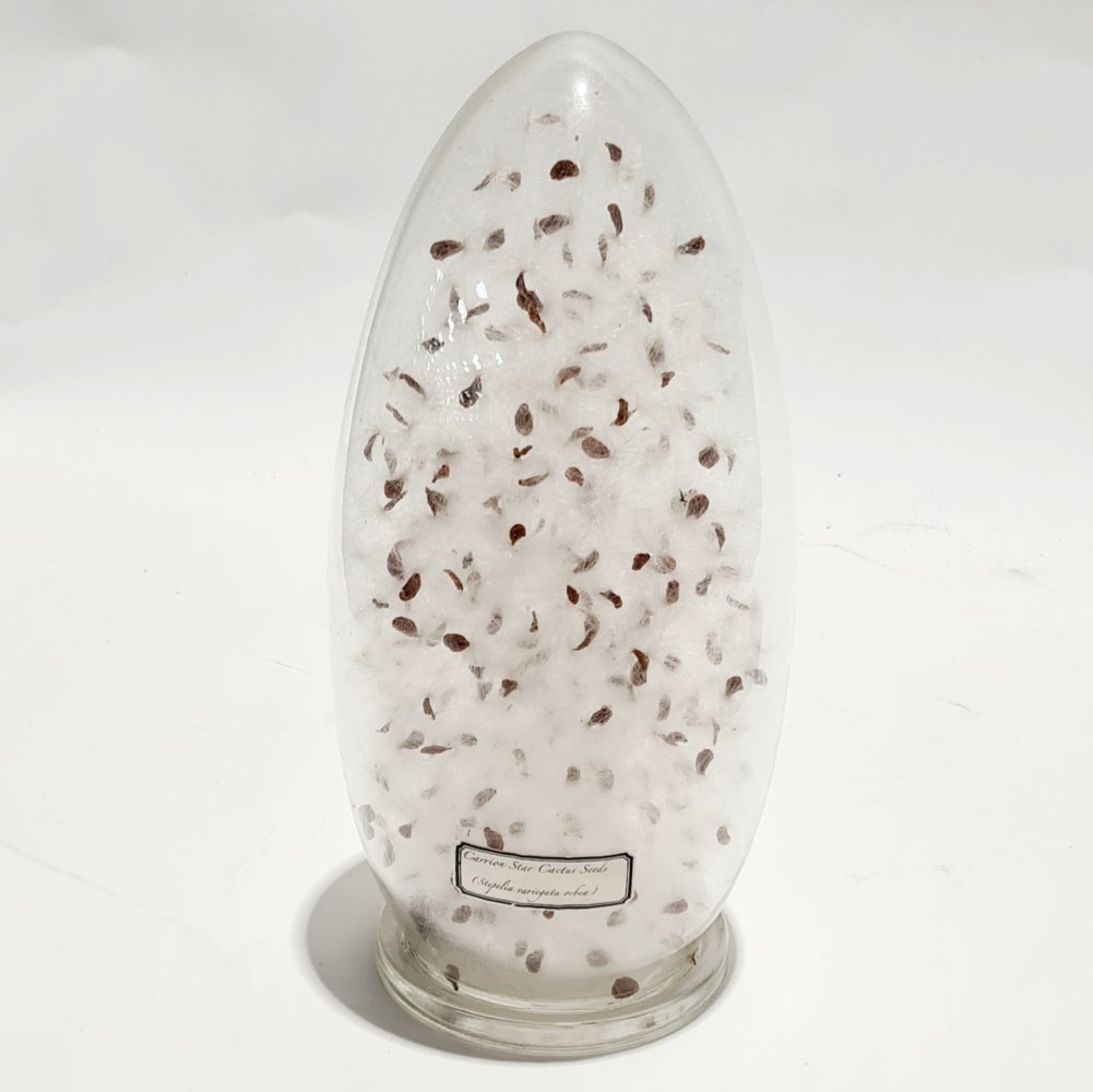 Seeds In Glass Container | CURIOUS SCIENCE