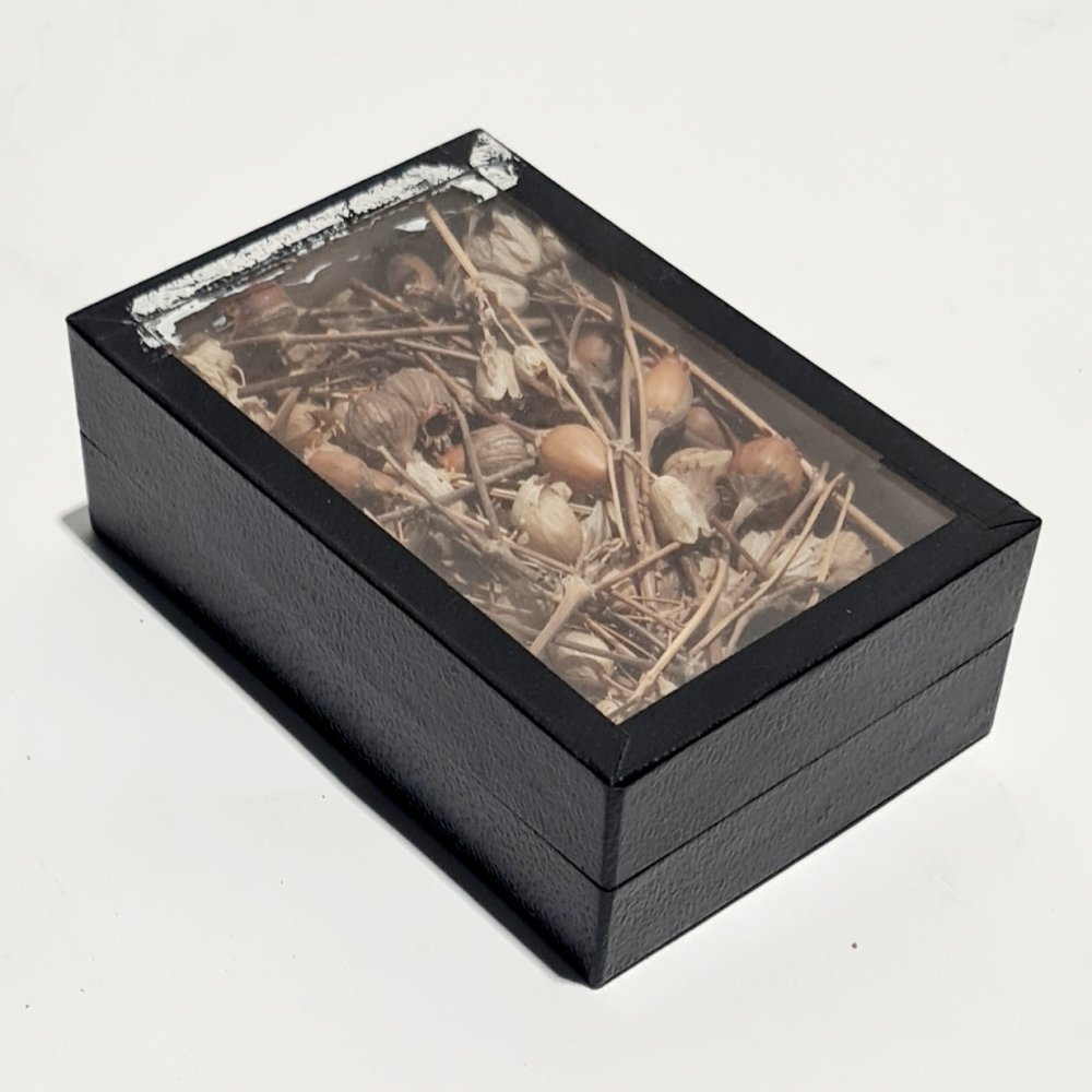 Dried Botanical Specimen In Case | CURIOUS SCIENCE