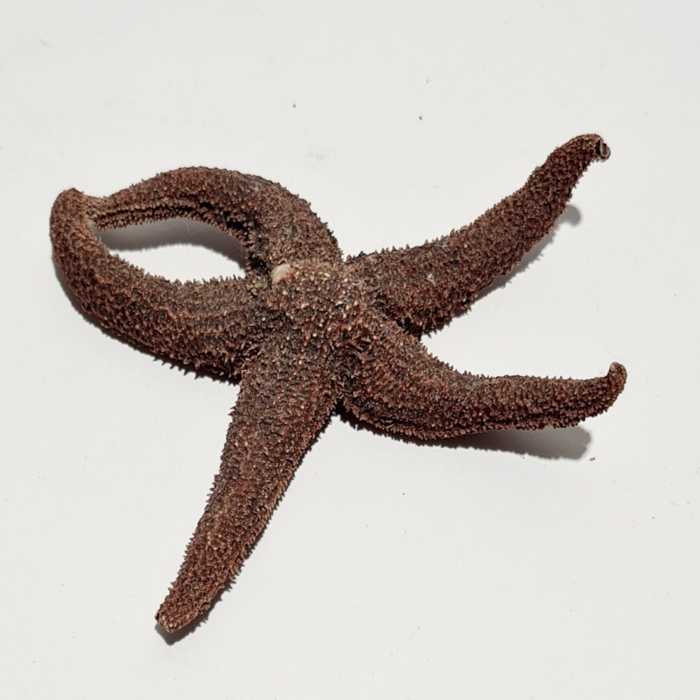 Dried Starfish Specimen | CURIOUS SCIENCE