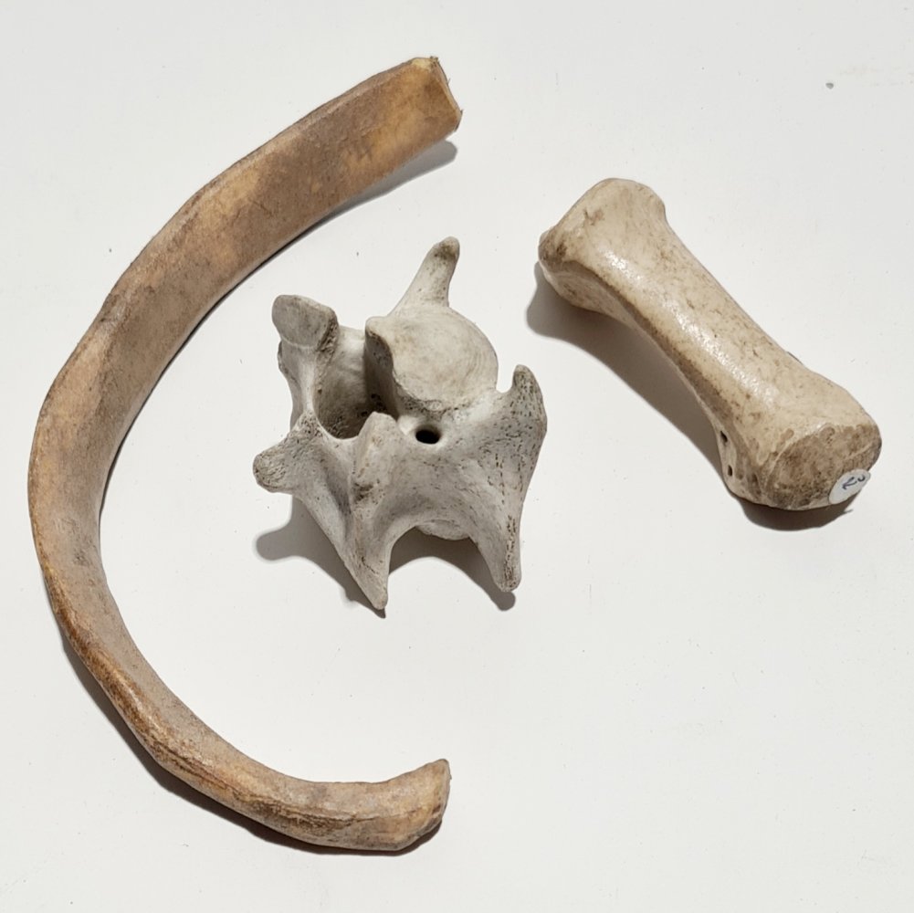 Small Bone (each) | CURIOUS SCIENCE