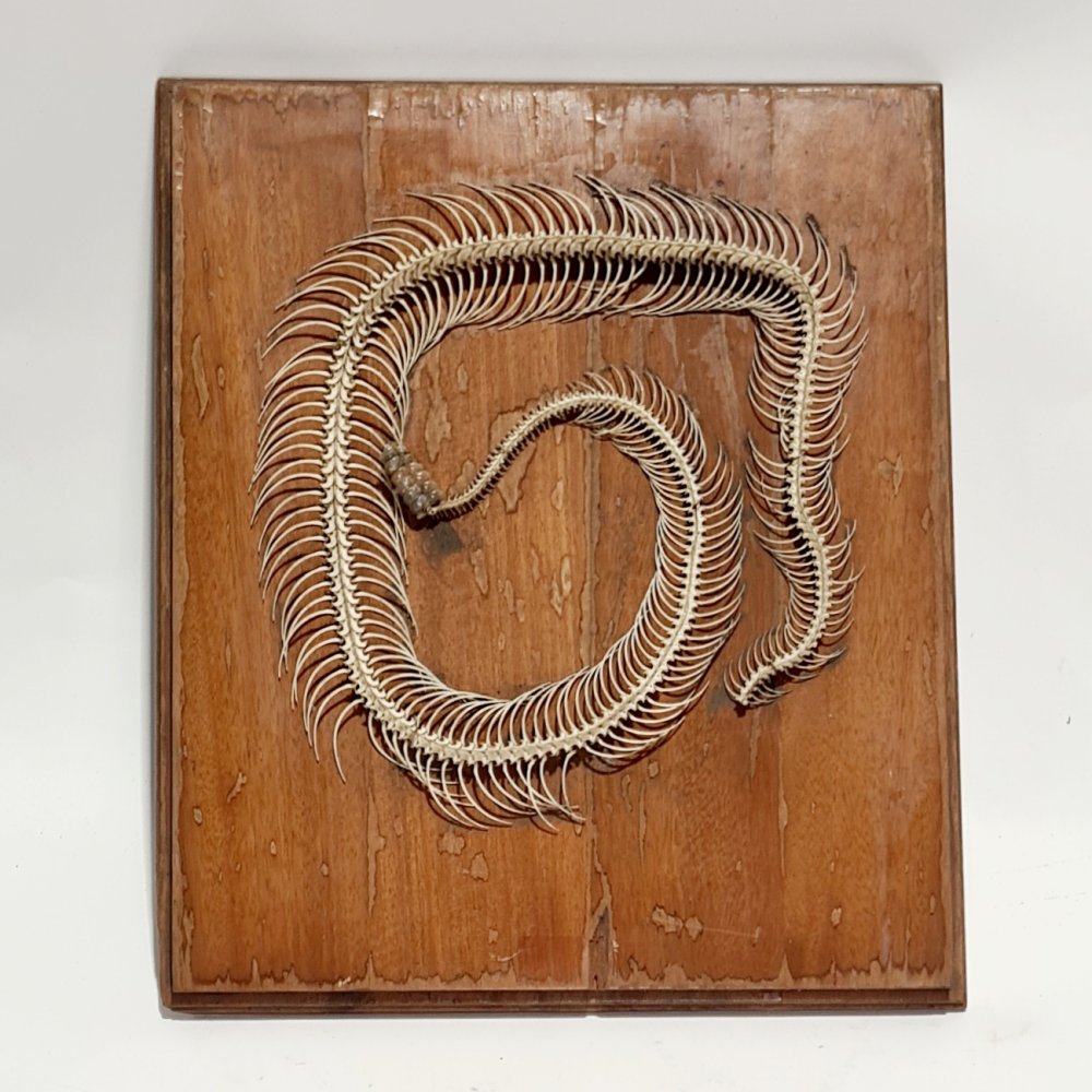 Mounted Rattlesnake Skeleton | CURIOUS SCIENCE