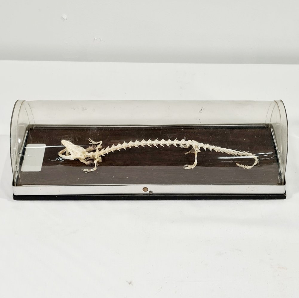 Lizard Skeleton In Case | CURIOUS SCIENCE