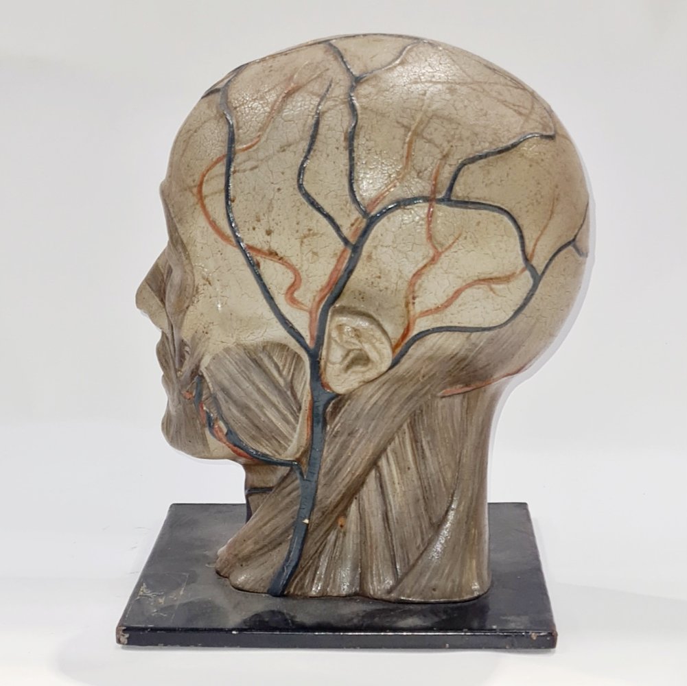 Period Anatomical Half Head | CURIOUS SCIENCE