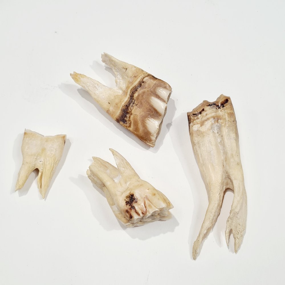 Large Animal Teeth (each) | CURIOUS SCIENCE
