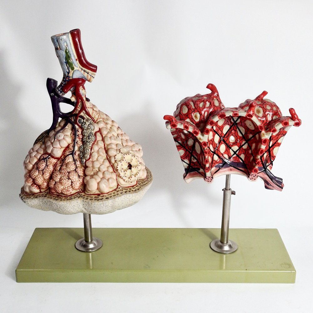 Anatomical Teaching Model | CURIOUS SCIENCE