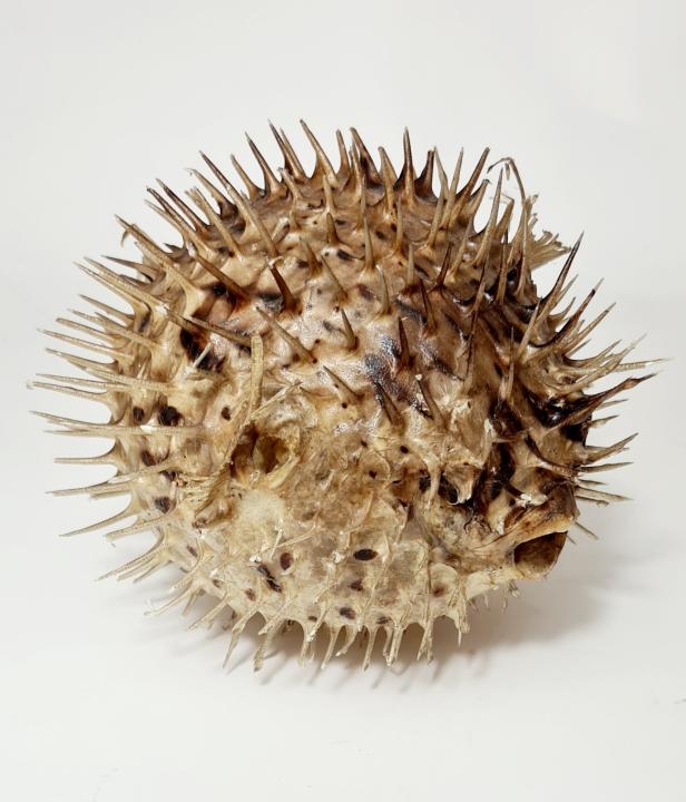 Puff Ball Fish | CURIOUS SCIENCE