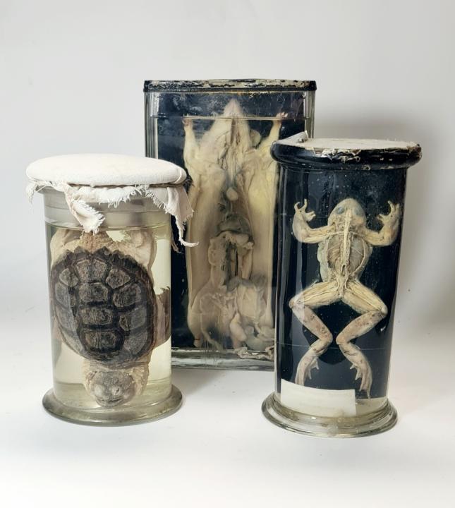 Large Wet Specimen (priced individually) | CURIOUS SCIENCE