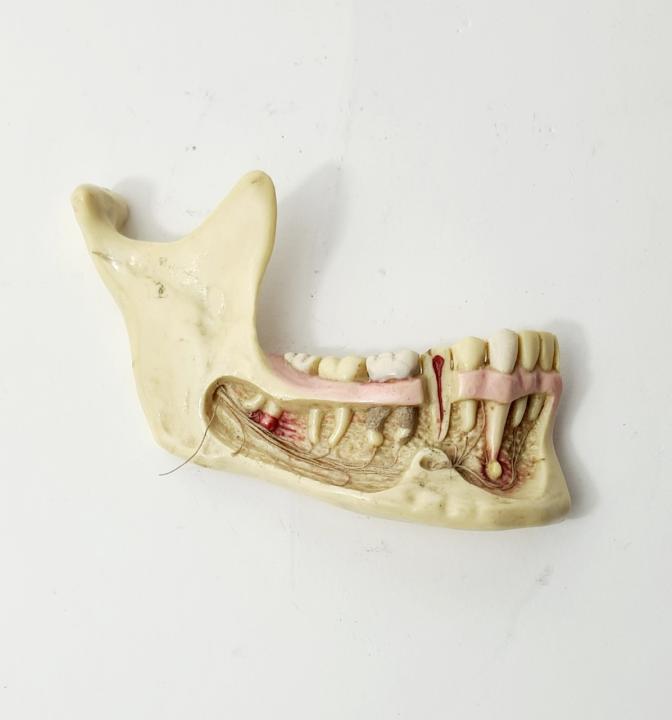 Jaw Model | CURIOUS SCIENCE