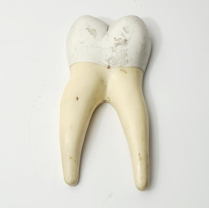 Tooth Model | CURIOUS SCIENCE