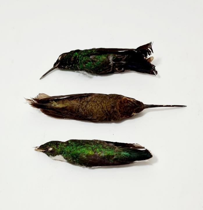 Small Birds (priced individually) | CURIOUS SCIENCE