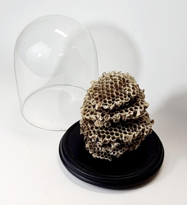 Honeycomb Under A Glass Display Dome | CURIOUS SCIENCE