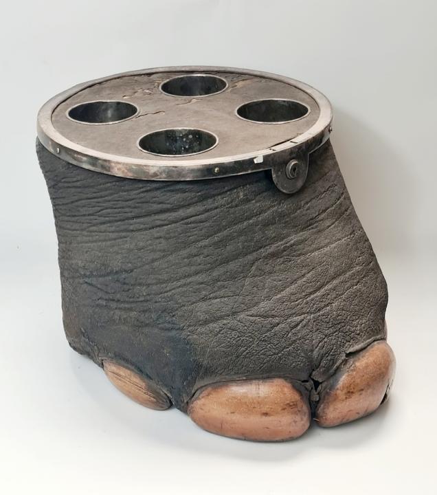 Elephants Foot Bottle Holder | CURIOUS SCIENCE