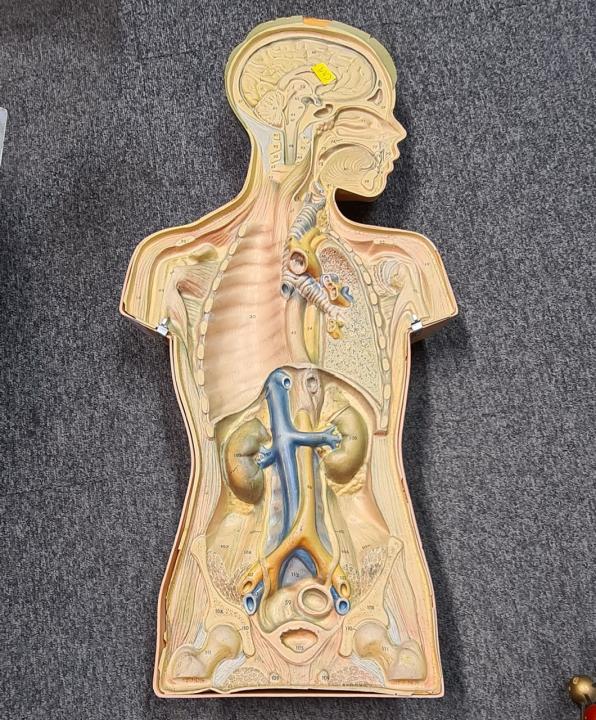 Anatomical Torso | CURIOUS SCIENCE