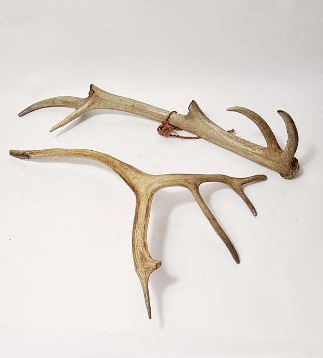 Single Antler (each) | CURIOUS SCIENCE