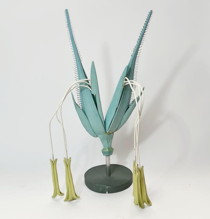 Period Botanical Model | CURIOUS SCIENCE