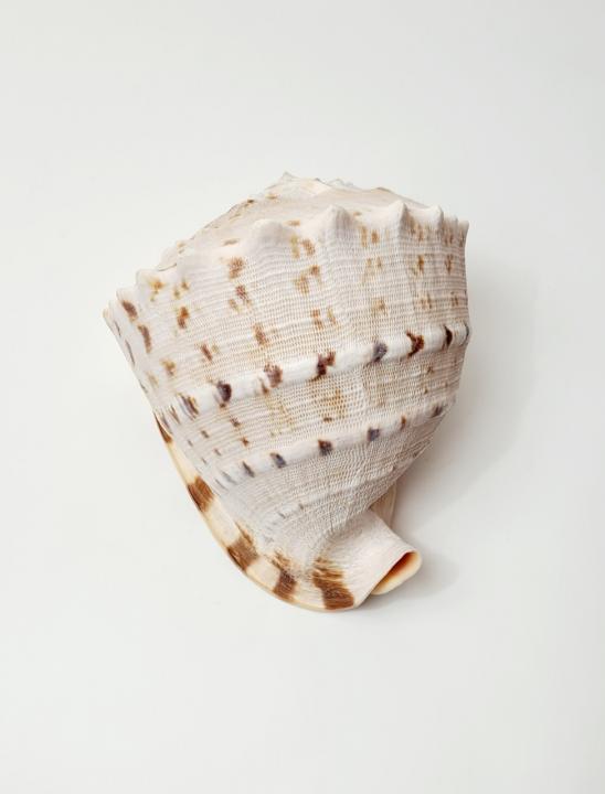 Large Shell | CURIOUS SCIENCE