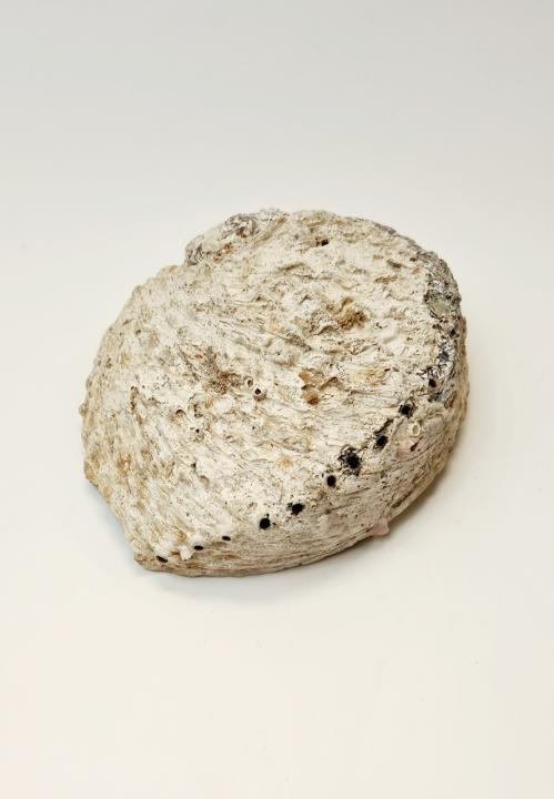 Large Shell | CURIOUS SCIENCE