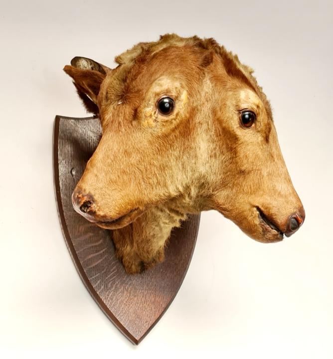 Two Headed Calf | CURIOUS SCIENCE