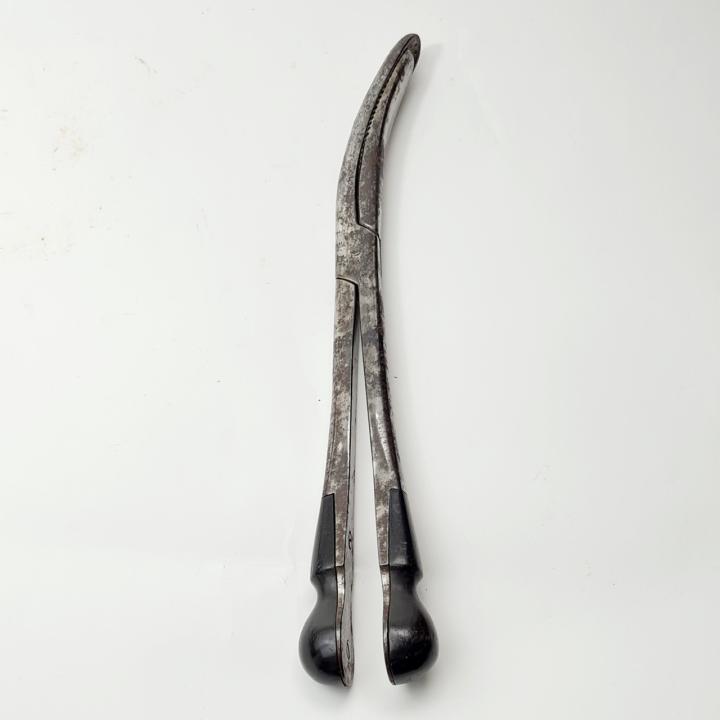 Period Cranial Forceps | CURIOUS SCIENCE