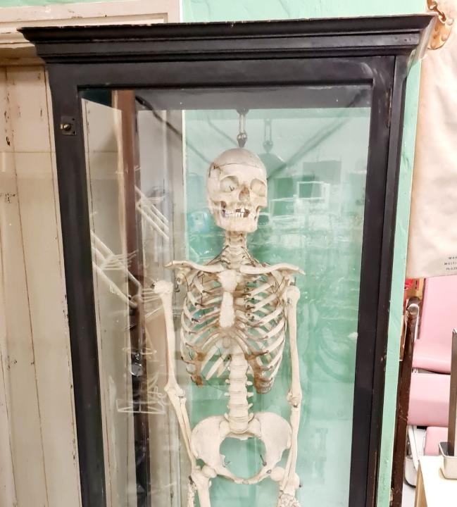 Vintage Human Teaching Skeleton in Glass Case | CURIOUS SCIENCE