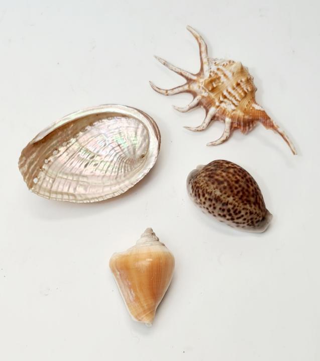 Medium Shell (priced separately) | CURIOUS SCIENCE
