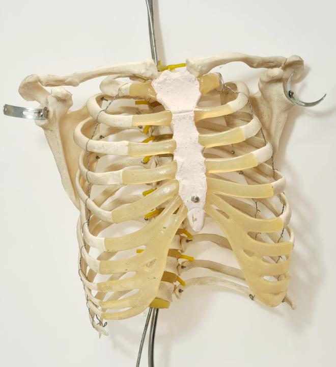 Composite Ribcage Model | CURIOUS SCIENCE